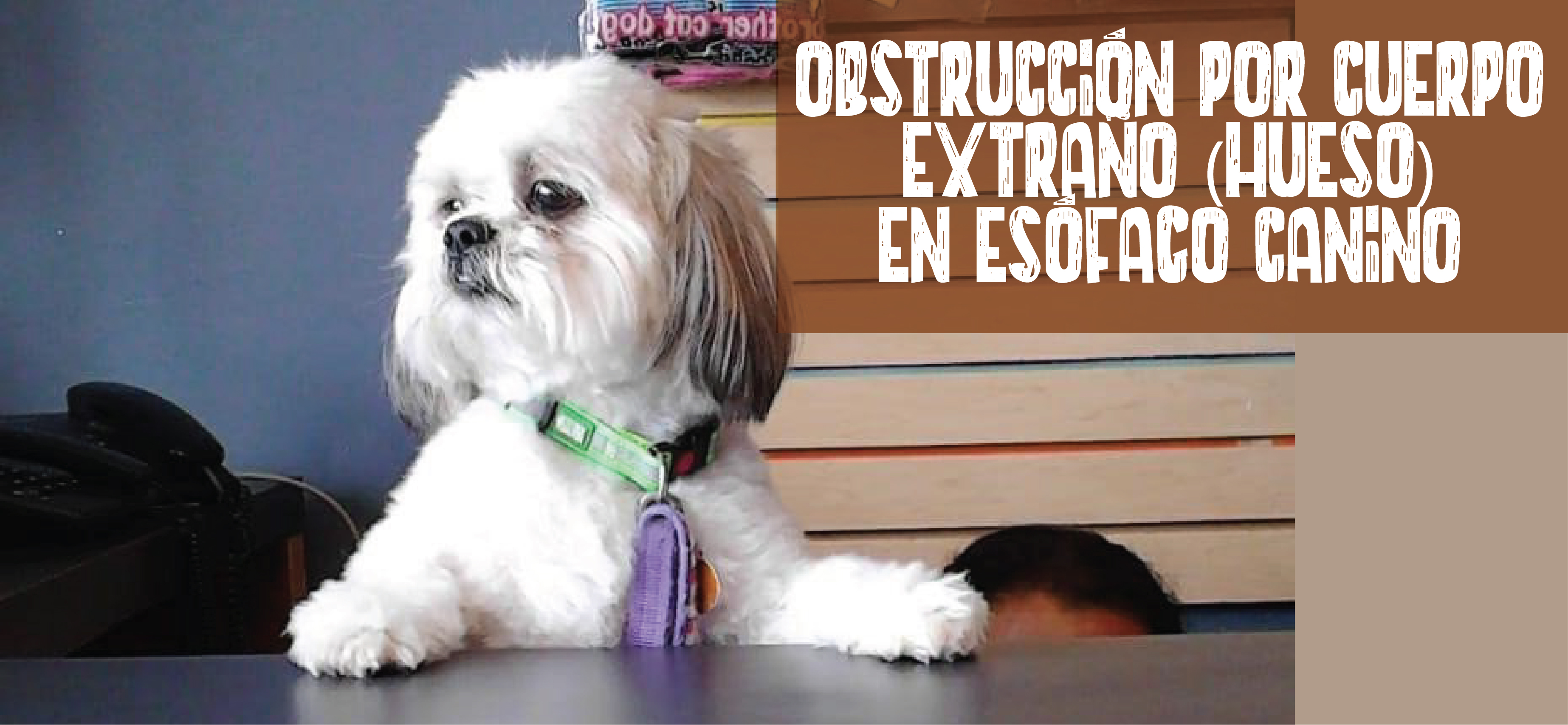 Obstrucción Por Cuerpo Extraño (Hueso) En Esófago Canino